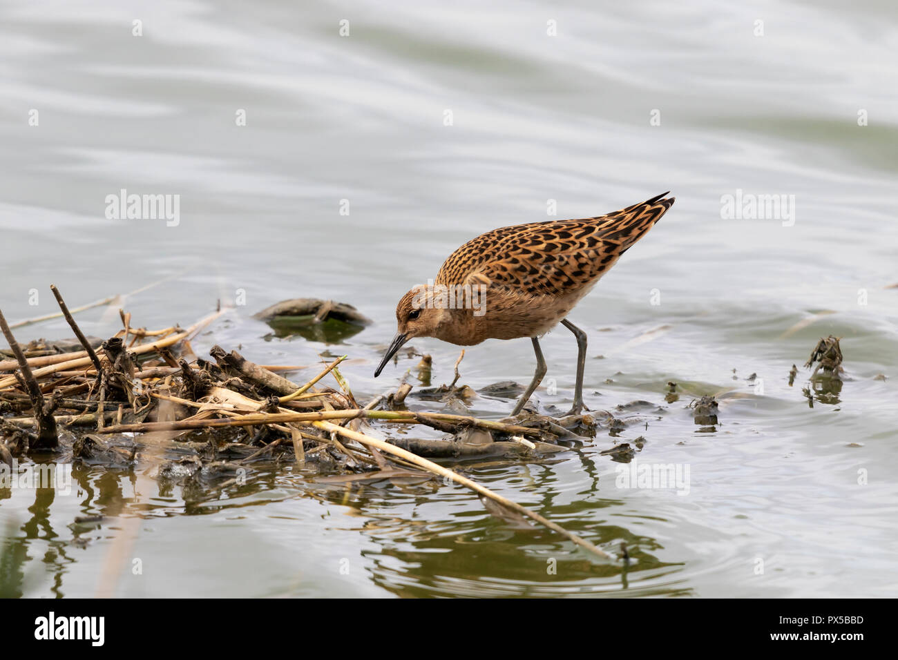Ruff (Reeve) Philomachus pugnax Stock Photo - Alamy