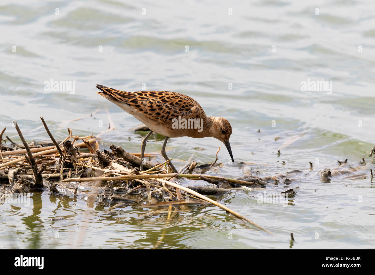 Ruff (Reeve) Philomachus pugnax Stock Photo - Alamy