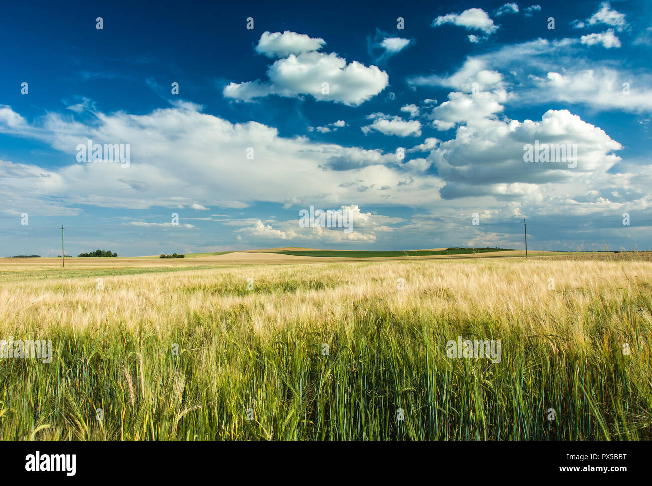 Barley field background hi-res stock photography and images - Alamy