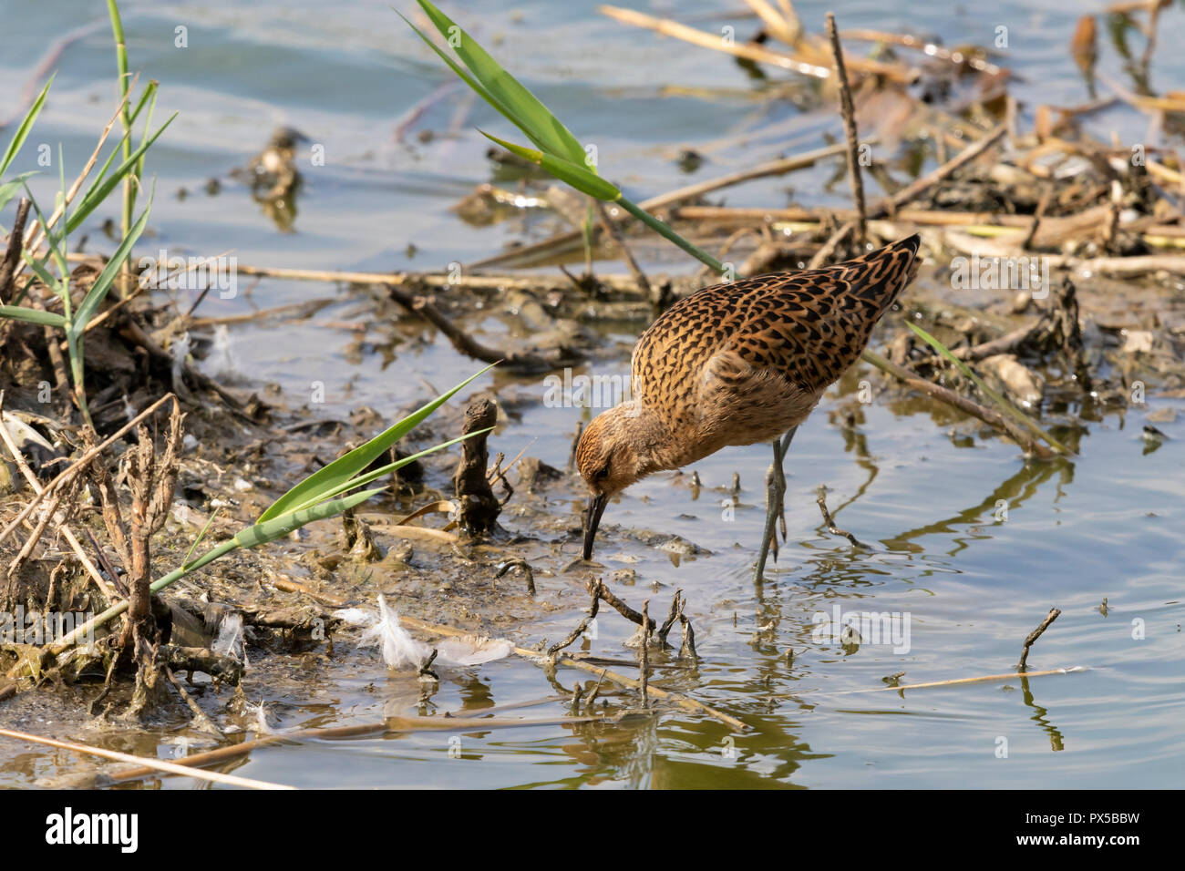 Ruff (Reeve) Philomachus pugnax Stock Photo - Alamy