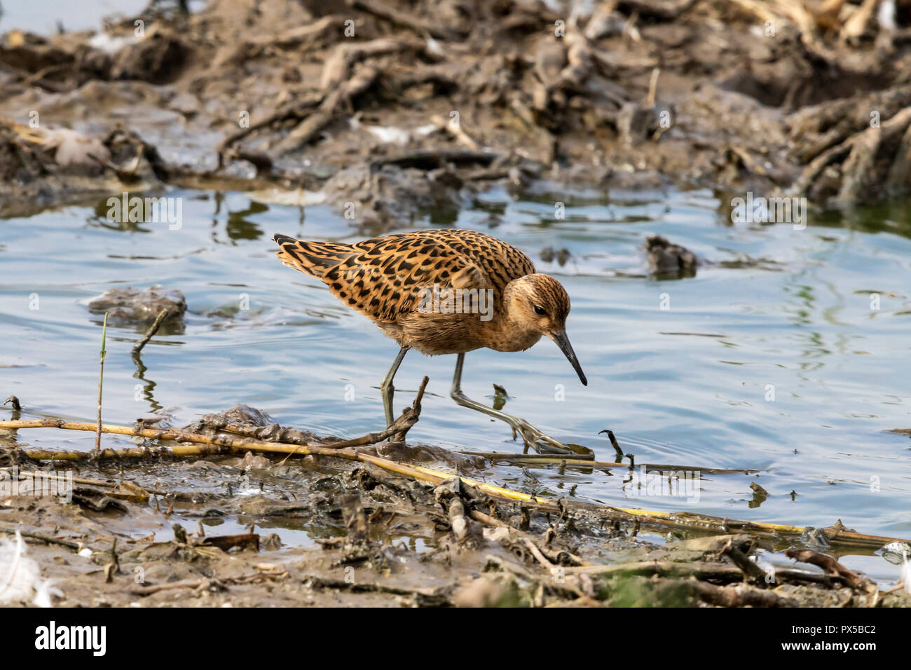 Ruff (Reeve) Philomachus pugnax Stock Photo - Alamy