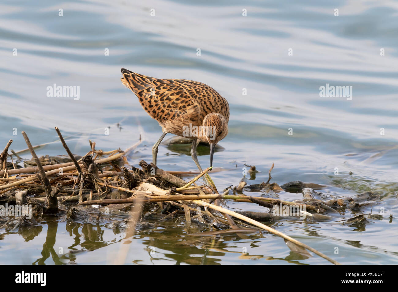 Ruff (Reeve) Philomachus pugnax Stock Photo - Alamy