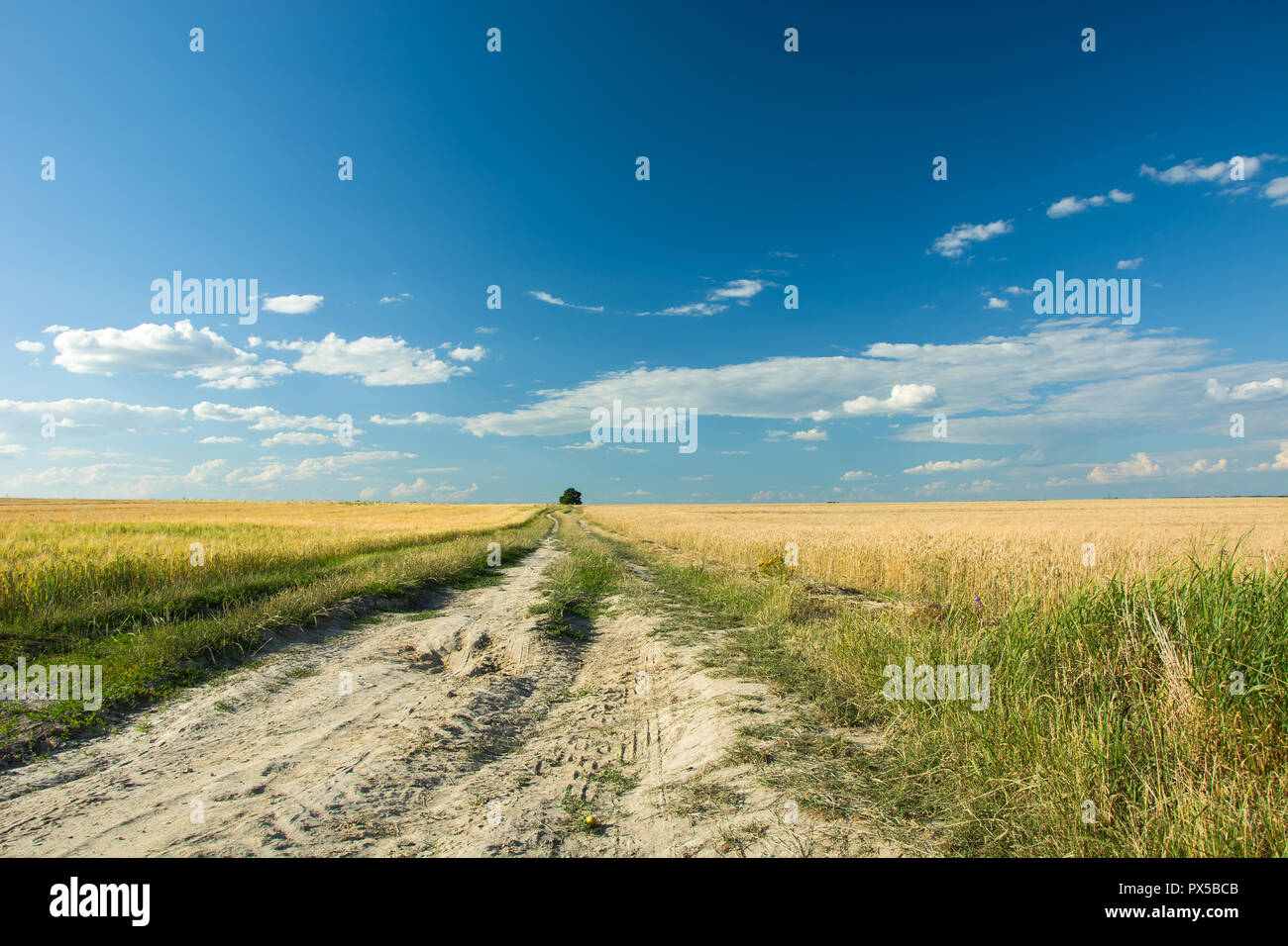 Dirt road through wheat field hi-res stock photography and images - Alamy