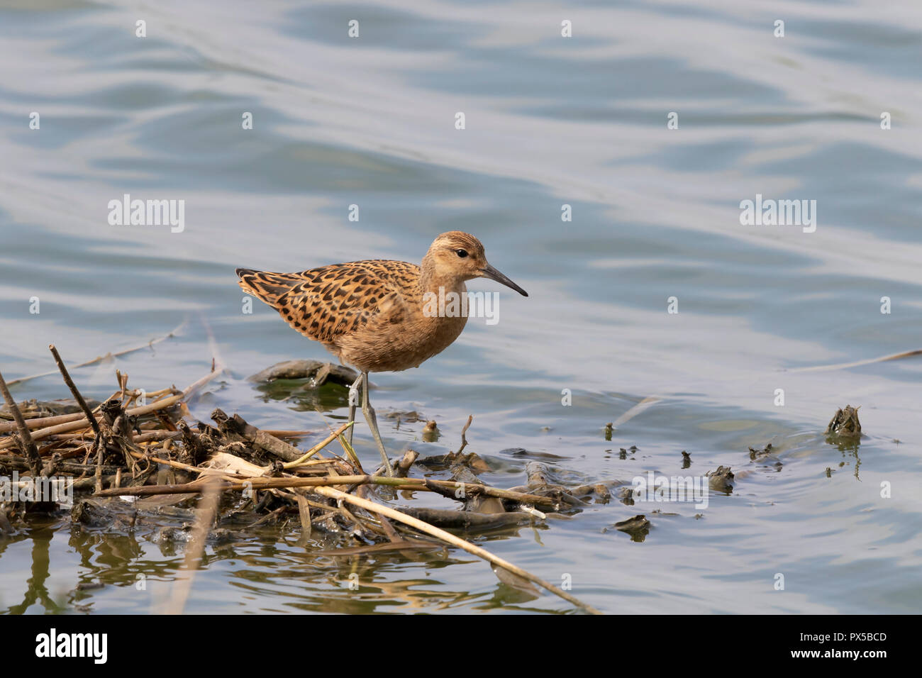 Ruff (Reeve) Philomachus pugnax Stock Photo - Alamy