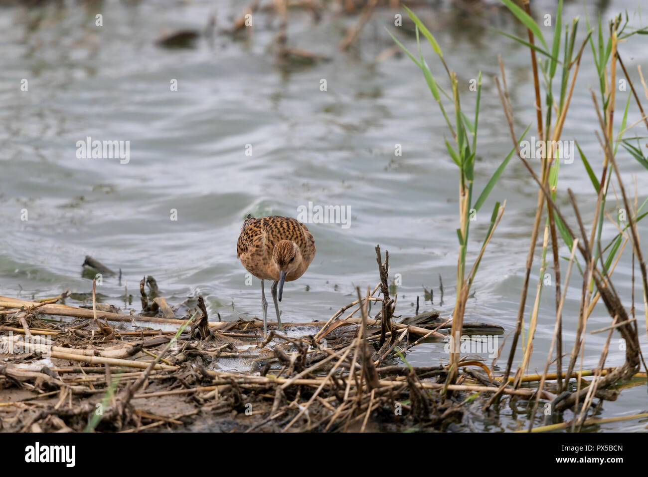 Ruff (Reeve) Philomachus pugnax Stock Photo - Alamy