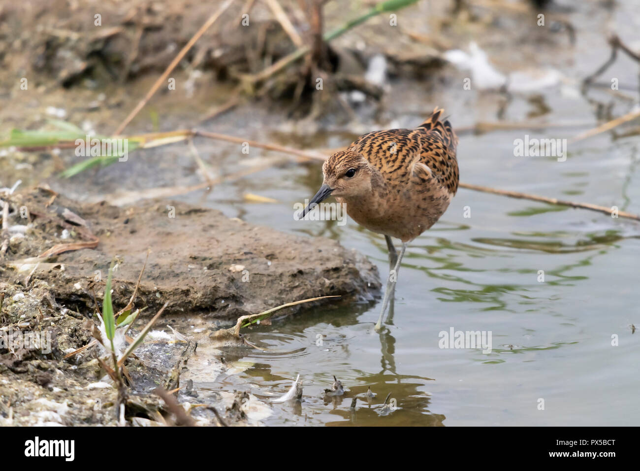 Ruff (Reeve) Philomachus pugnax Stock Photo - Alamy