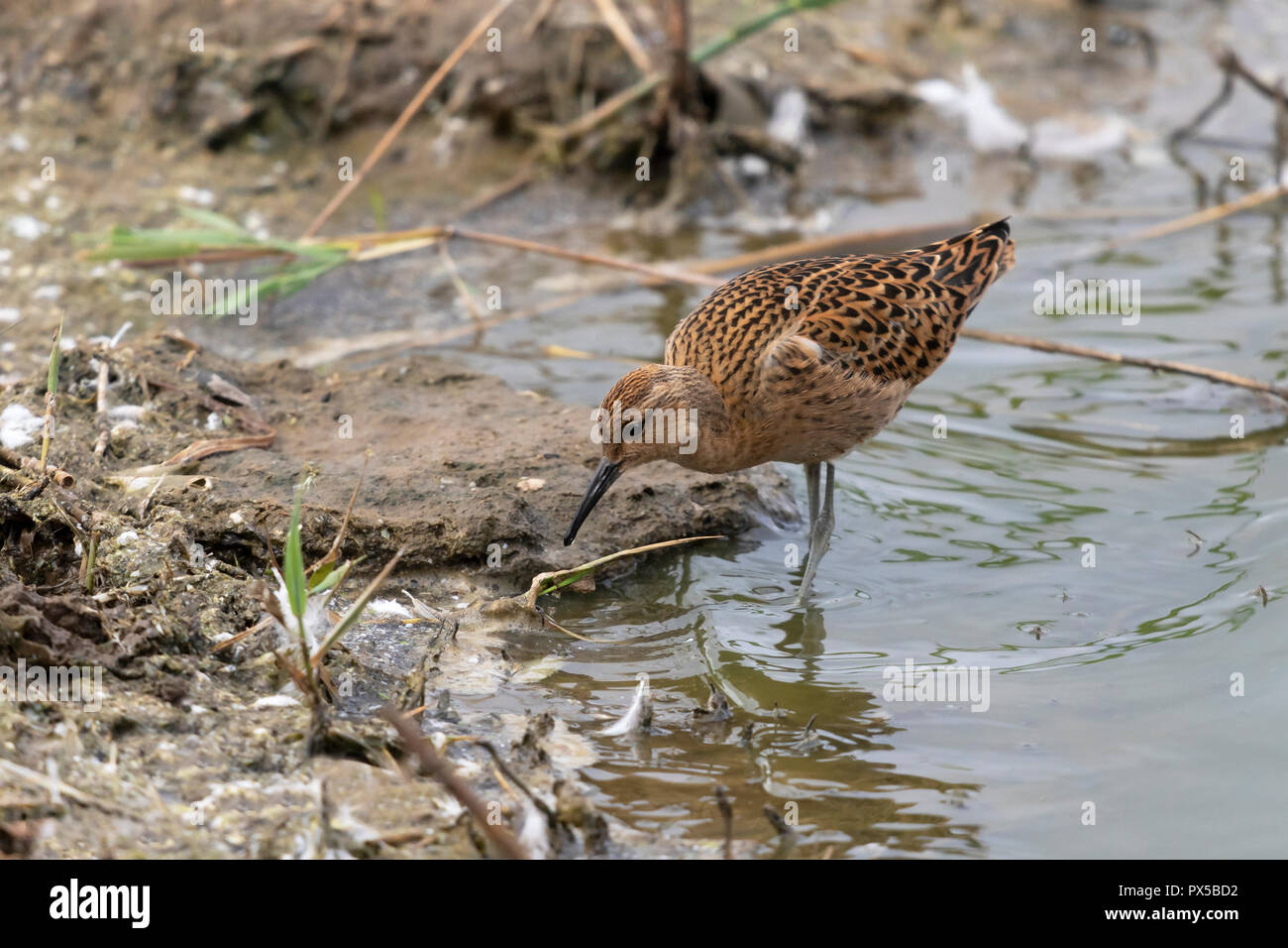 Ruff (Reeve) Philomachus pugnax Stock Photo - Alamy