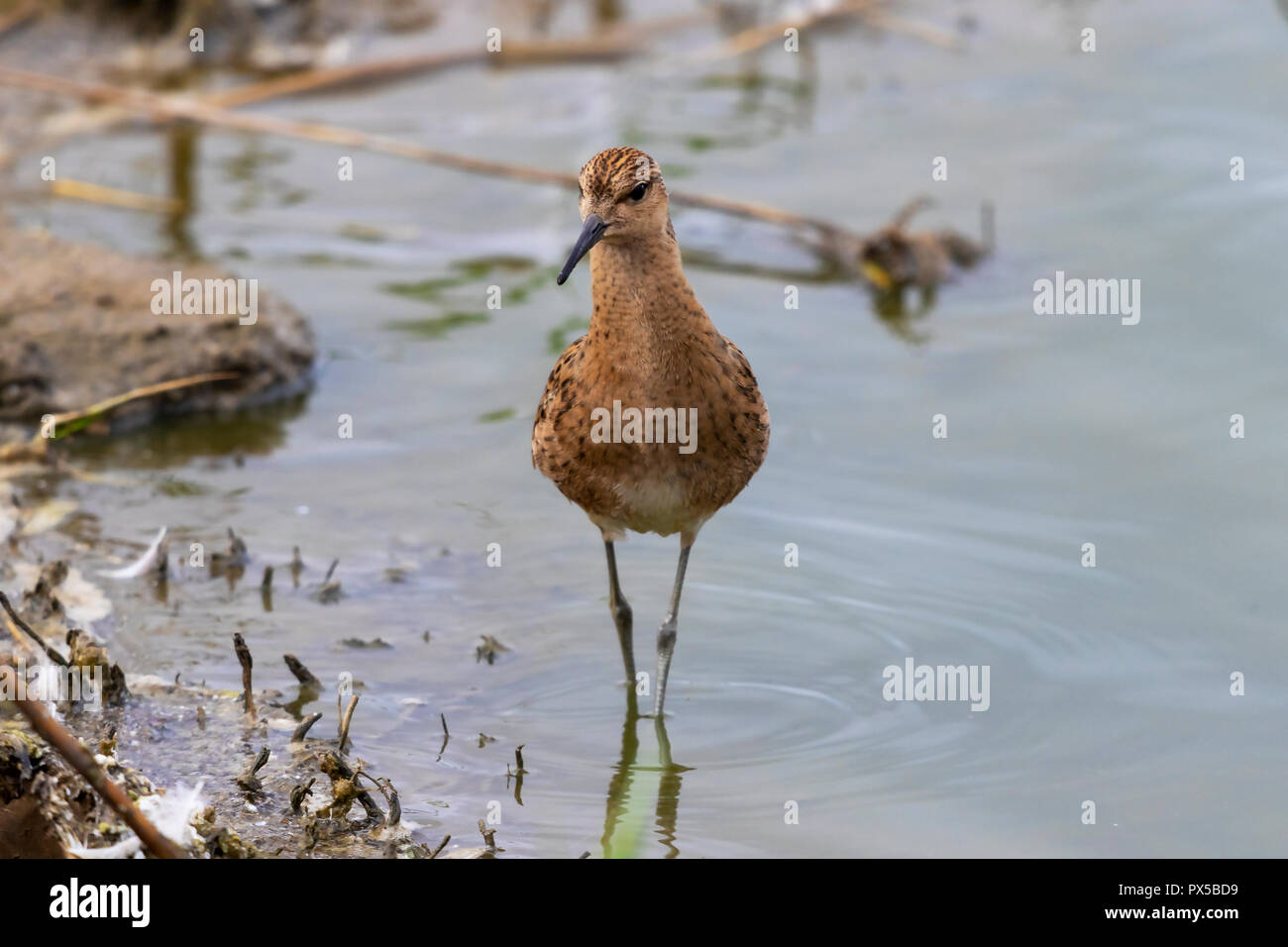 Ruff (Reeve) Philomachus pugnax Stock Photo - Alamy
