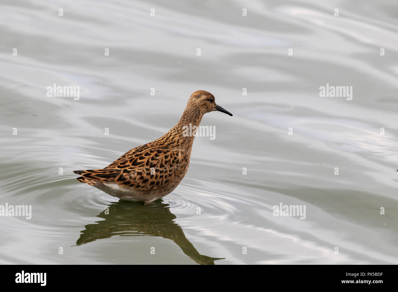 Ruff (Reeve) Philomachus pugnax Stock Photo - Alamy