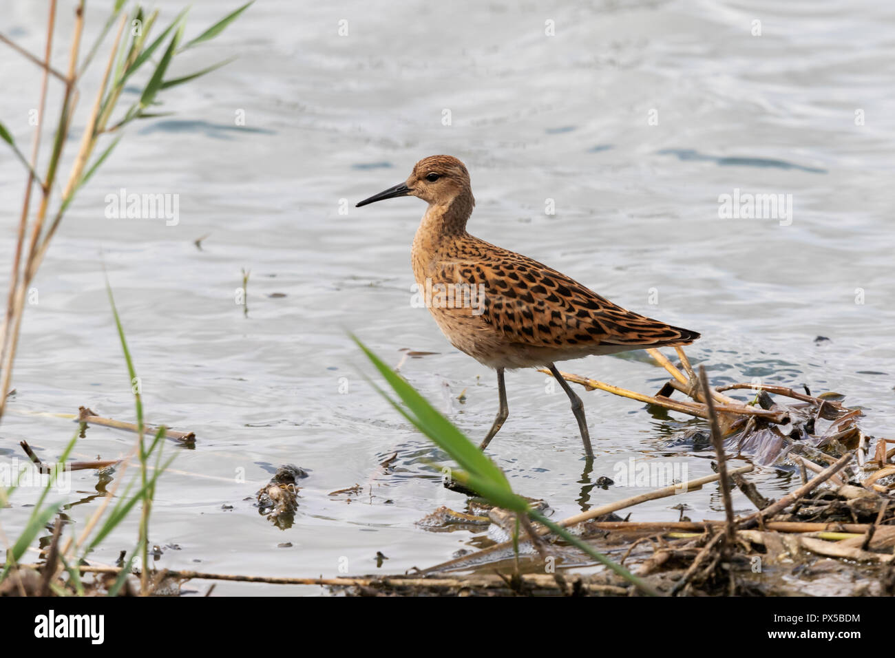 Ruff (Reeve) Philomachus pugnax Stock Photo - Alamy