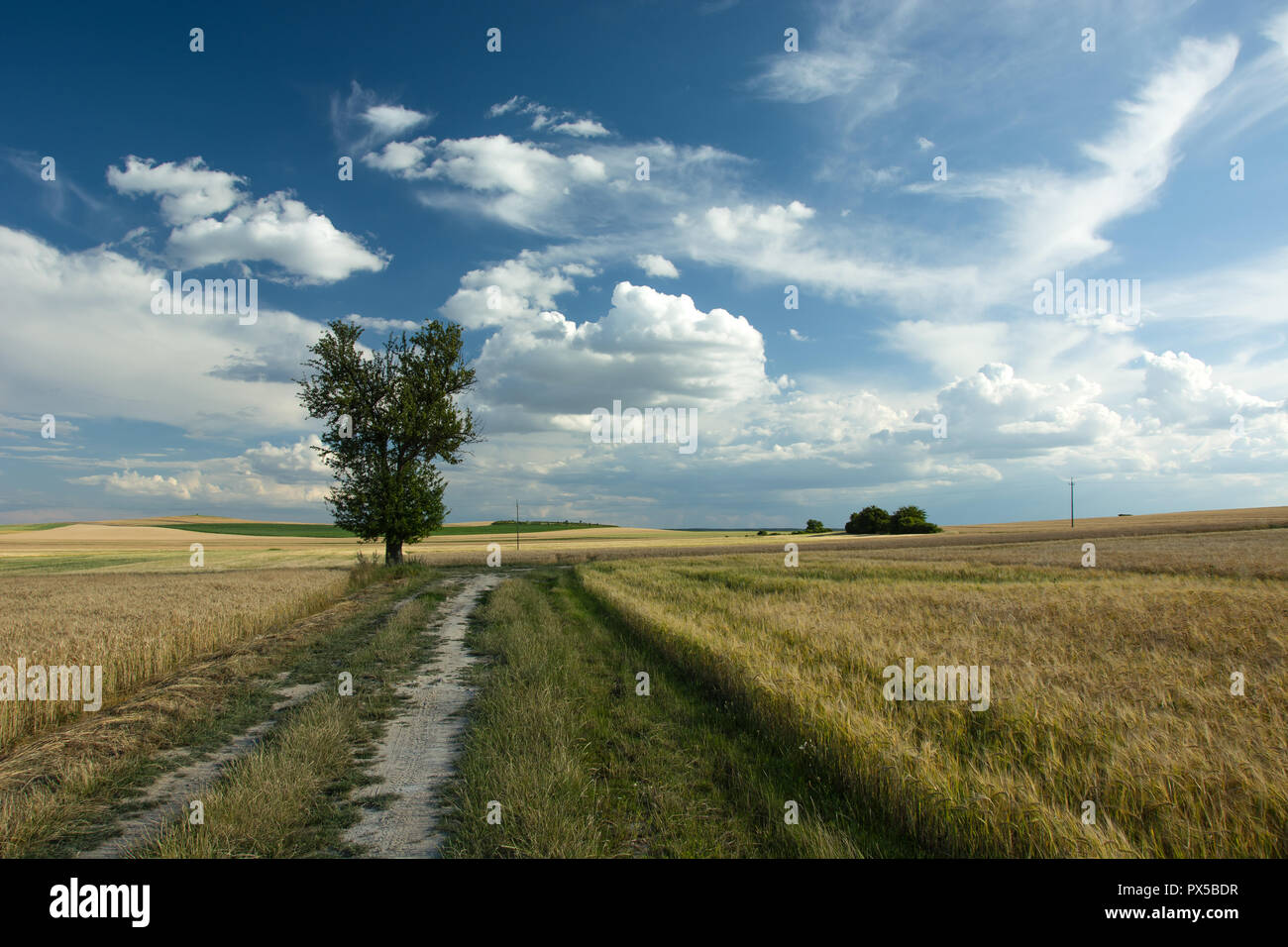 Tree next to a sandy road through fields and clouds in the sky Stock ...