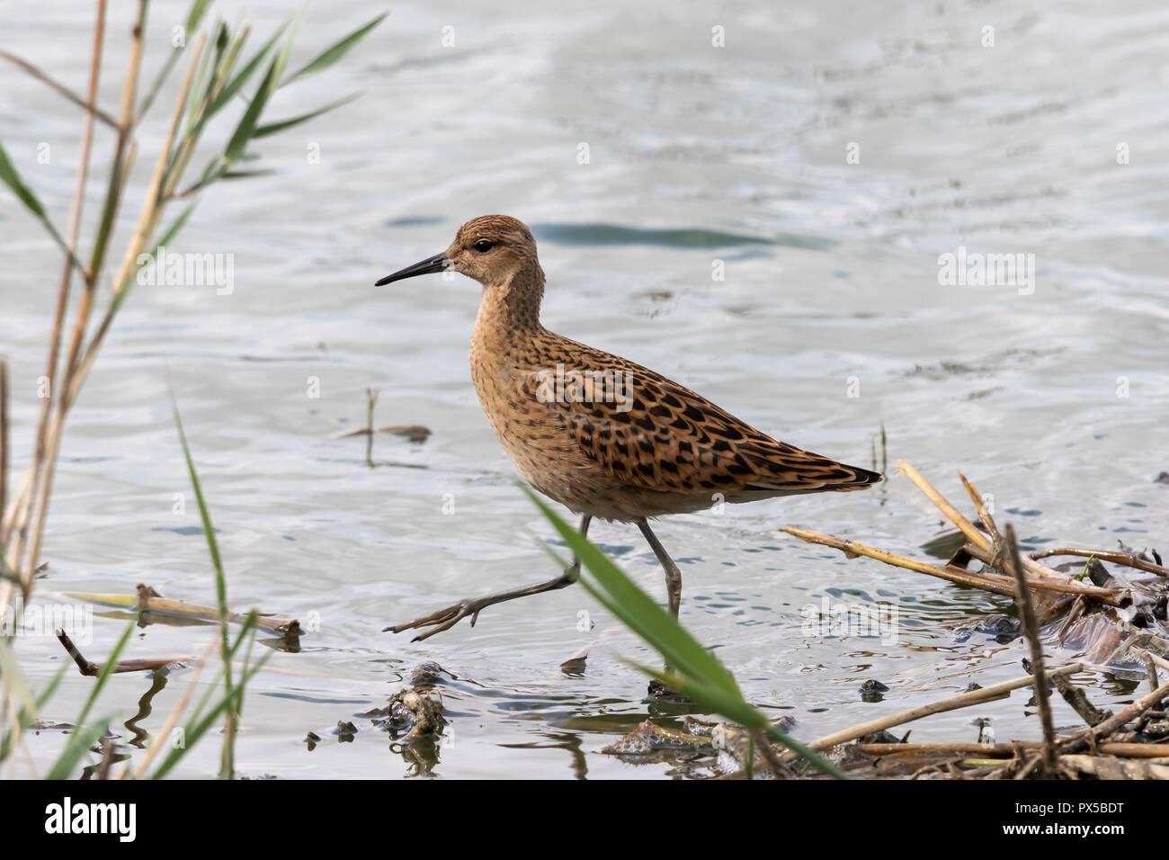 Ruff (Reeve) Philomachus pugnax Stock Photo - Alamy