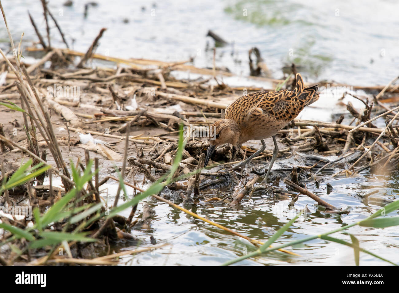 Ruff (Reeve) Philomachus pugnax Stock Photo - Alamy