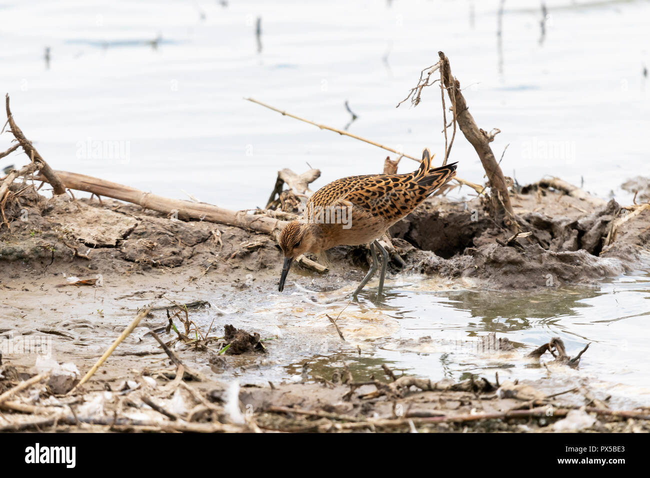 Ruff (Reeve) Philomachus pugnax Stock Photo - Alamy