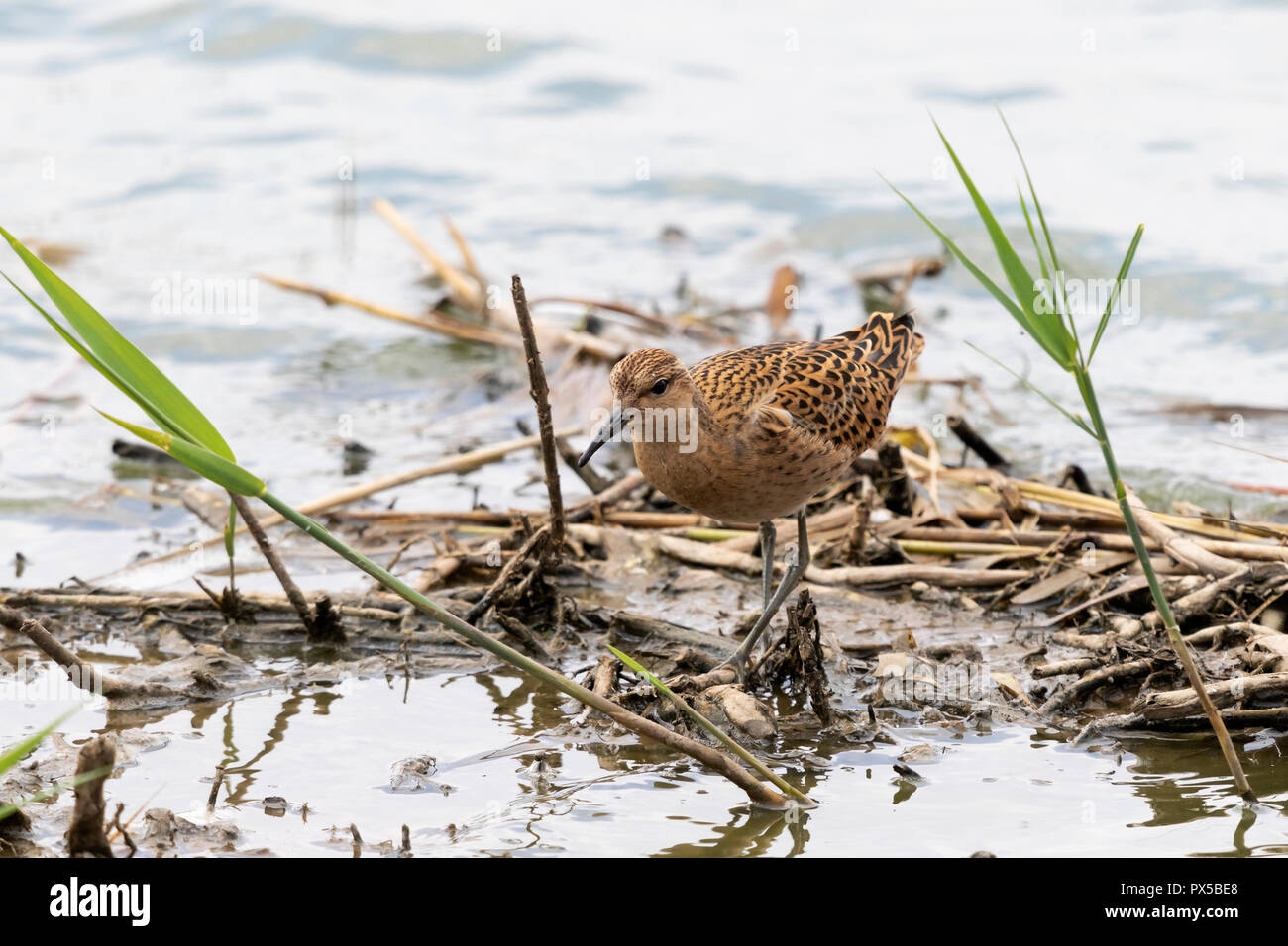 Ruff (Reeve) Philomachus pugnax Stock Photo - Alamy