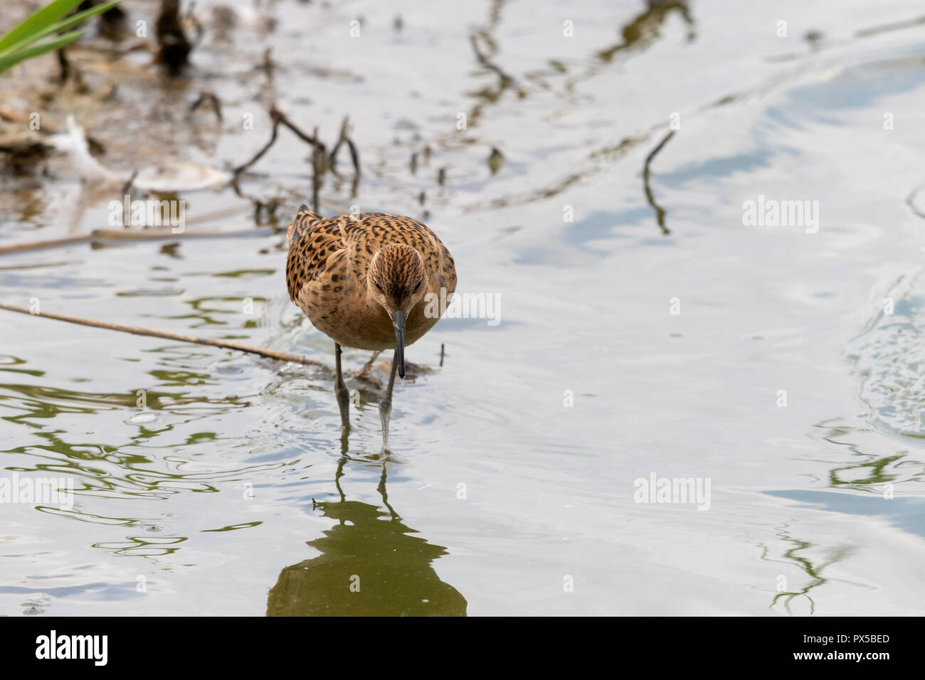 Ruff (Reeve) Philomachus pugnax Stock Photo - Alamy