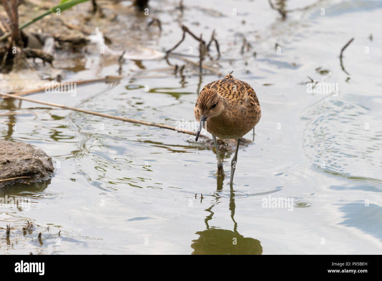 1st year plumage hi-res stock photography and images - Alamy