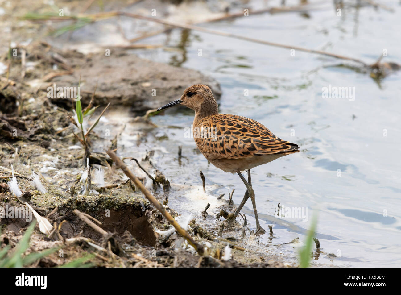 Ruff (Reeve) Philomachus pugnax Stock Photo - Alamy