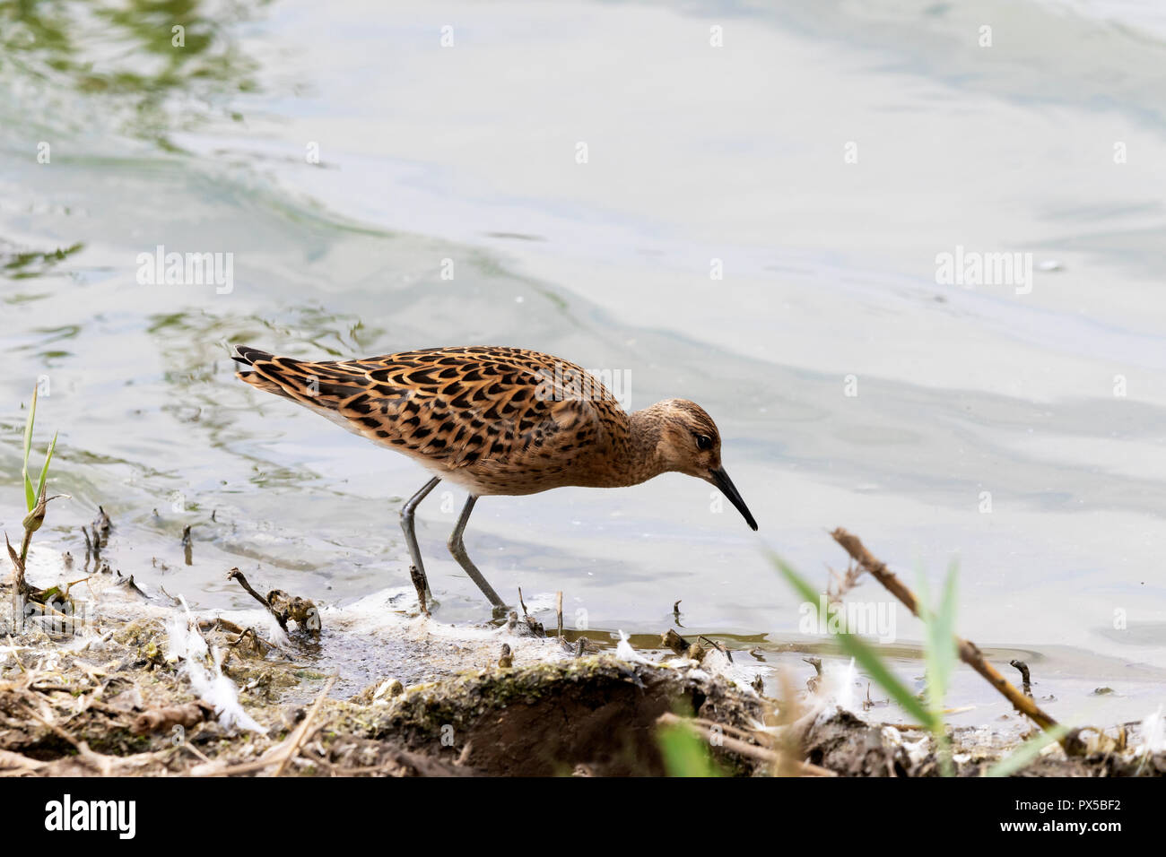 Ruff (Reeve) Philomachus pugnax Stock Photo - Alamy