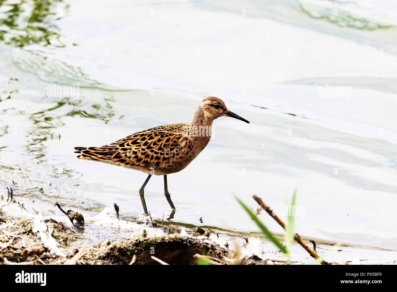 Ruff (Reeve) Philomachus pugnax Stock Photo - Alamy