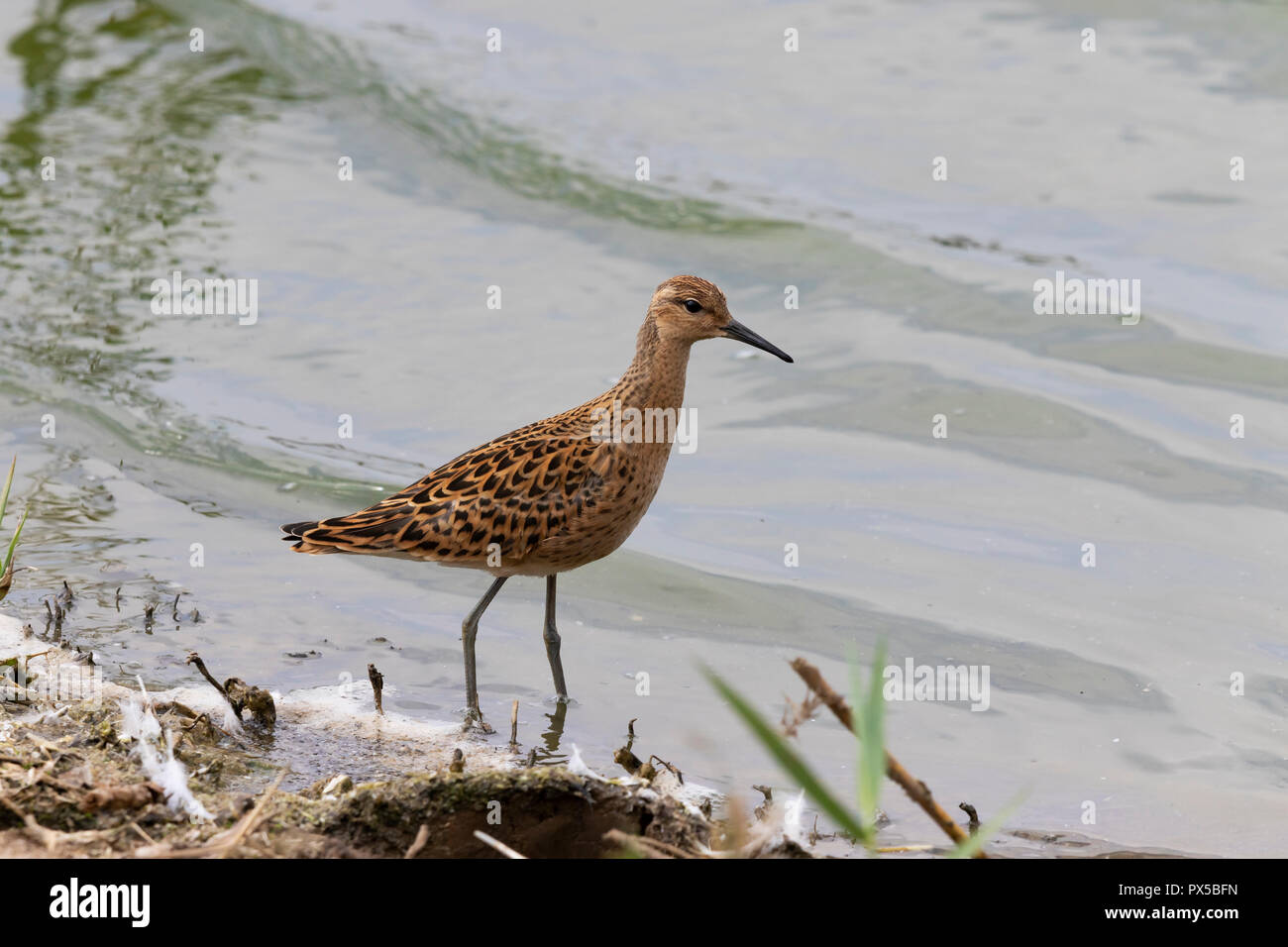 Ruff (Reeve) Philomachus pugnax Stock Photo - Alamy