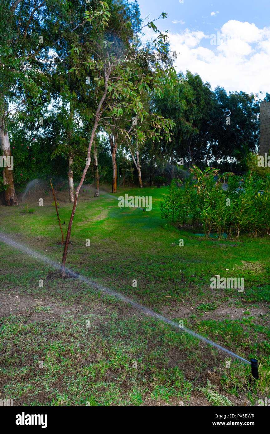 Sprinkler Irrigation system is watering the lawn park, palm, trees ...