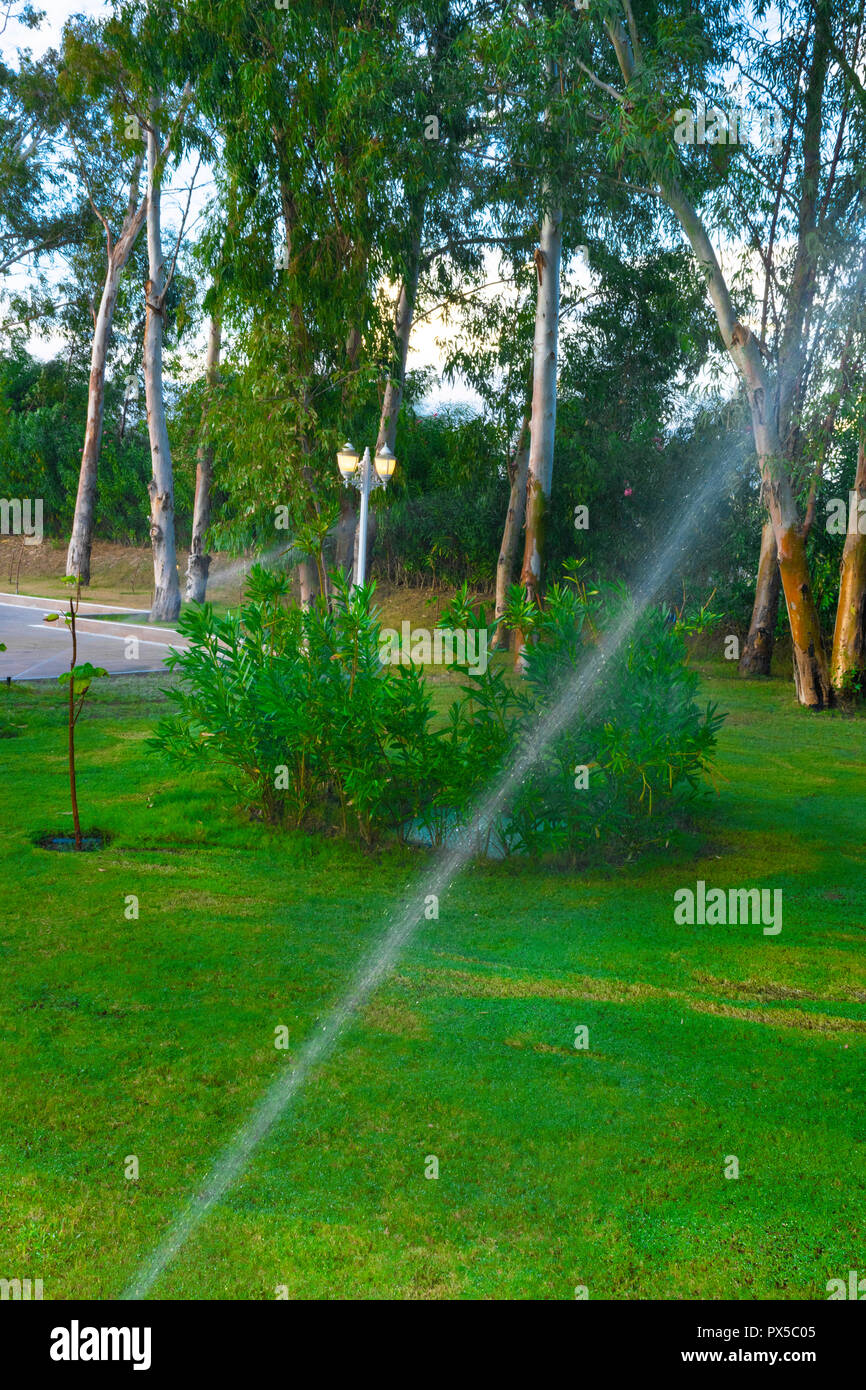 Sprinkler Irrigation system is watering the lawn park, palm, trees ...