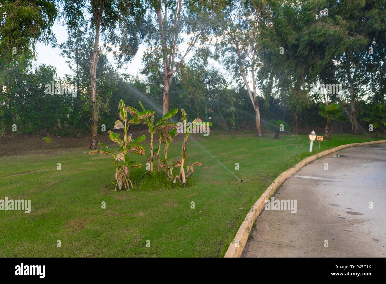 Sprinkler Irrigation system is watering the lawn park, palm, trees ...