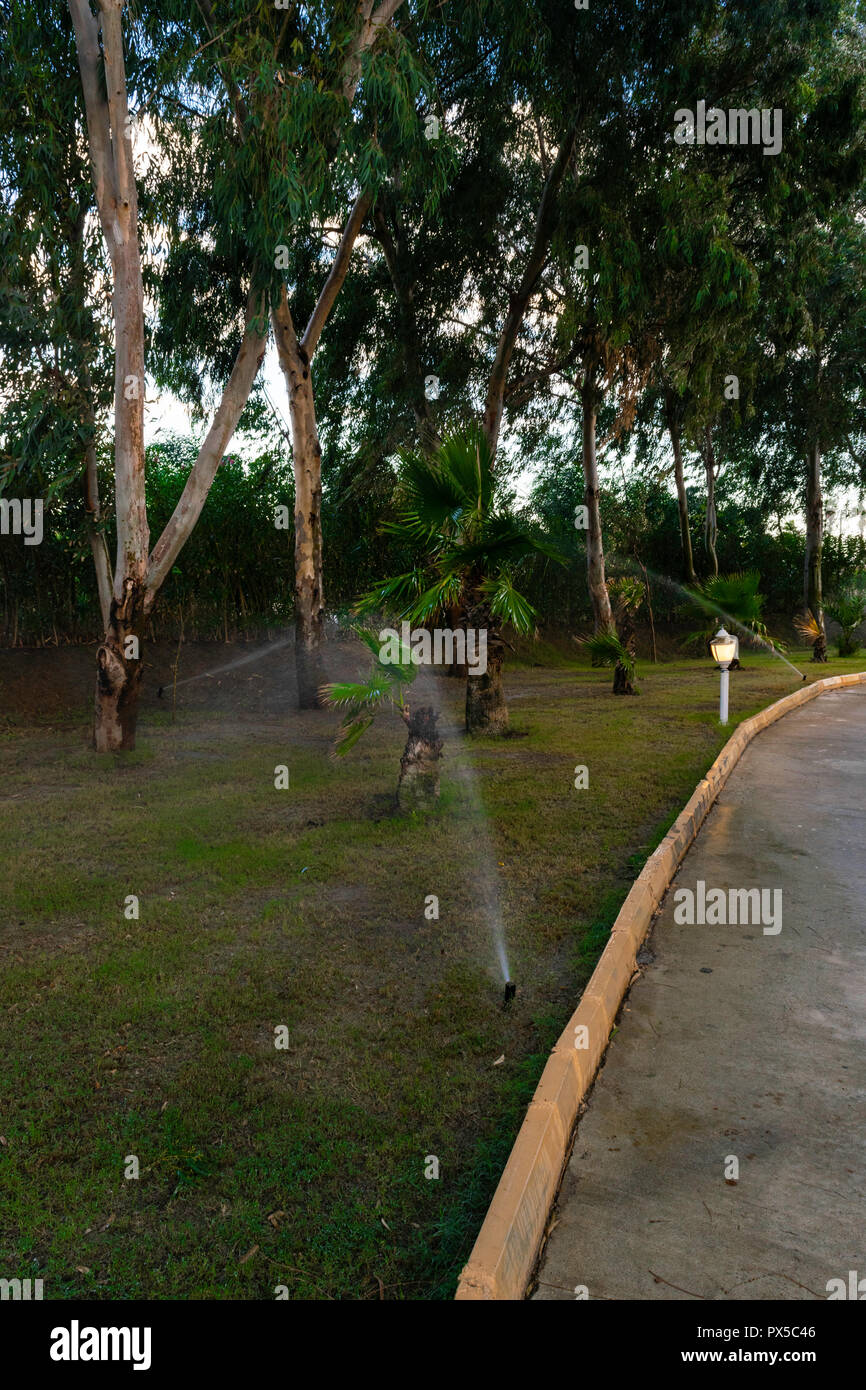 Sprinkler Irrigation system is watering the lawn park, palm, trees ...