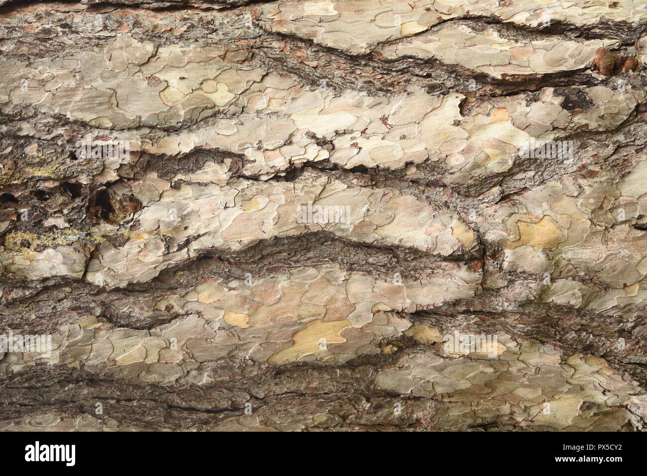 Tree bark background hi-res stock photography and images - Alamy