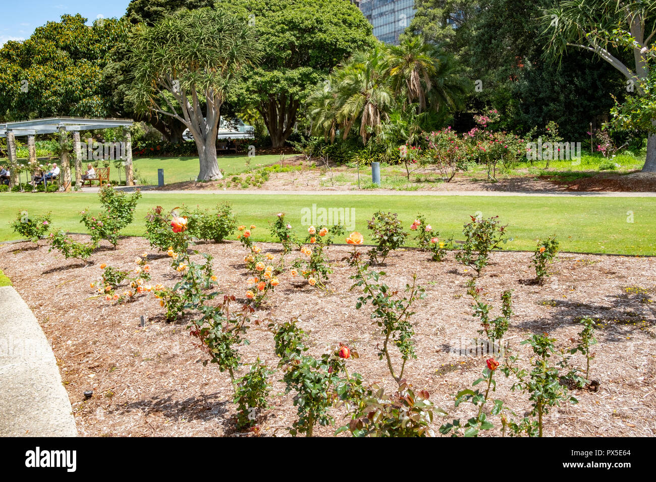 Gardens in australia roses hi-res stock photography and images - Alamy