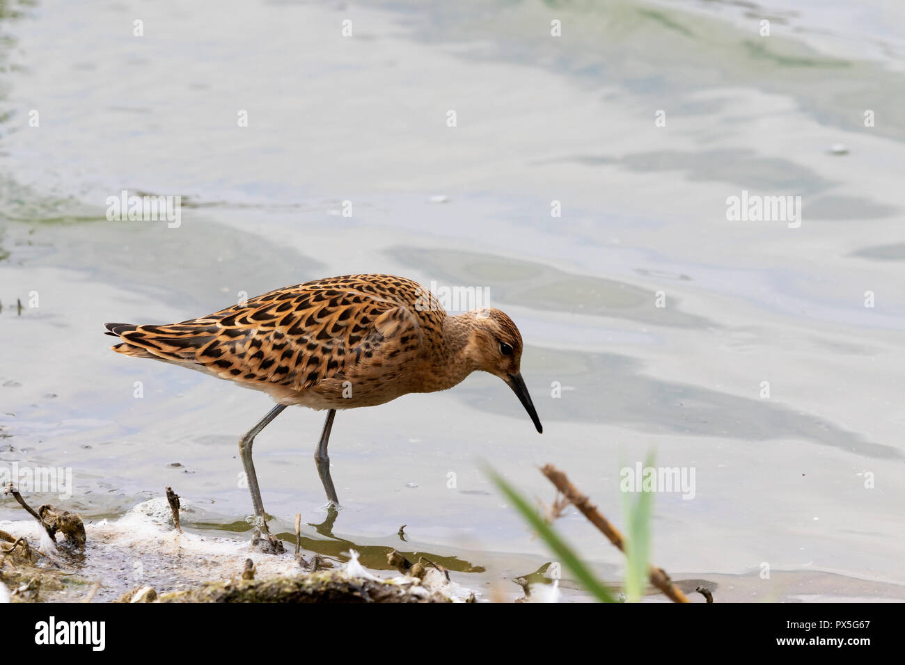 Ruff (Reeve) Philomachus pugnax Stock Photo - Alamy