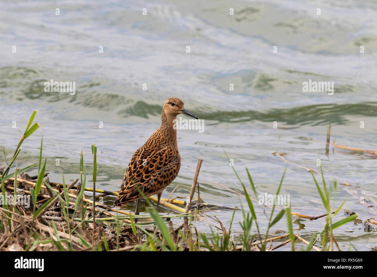 Ruff female reeve hi-res stock photography and images - Alamy