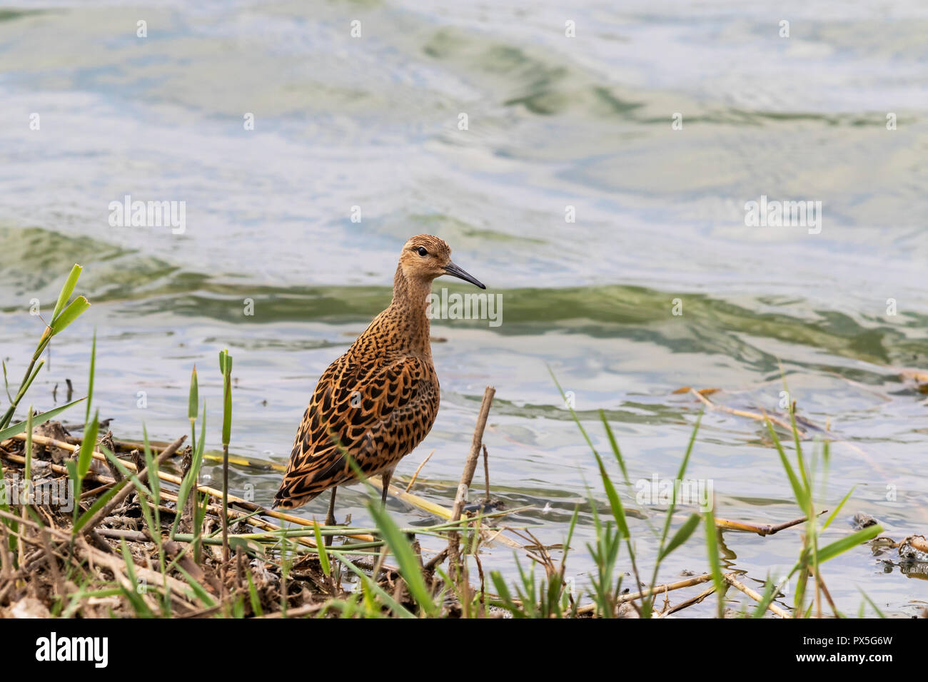 1st year plumage hi-res stock photography and images - Alamy