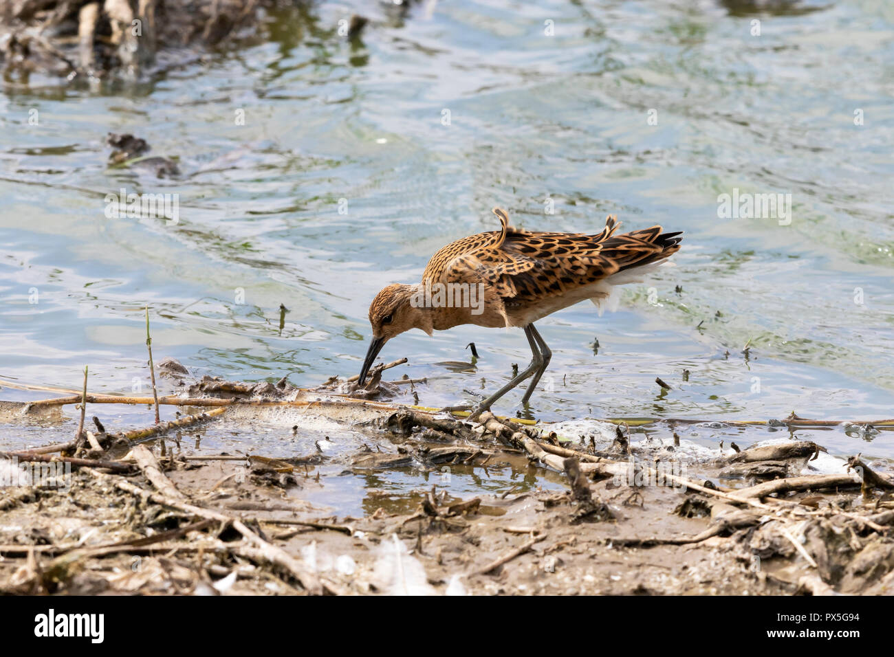 Ruff (Reeve) Philomachus pugnax Stock Photo - Alamy
