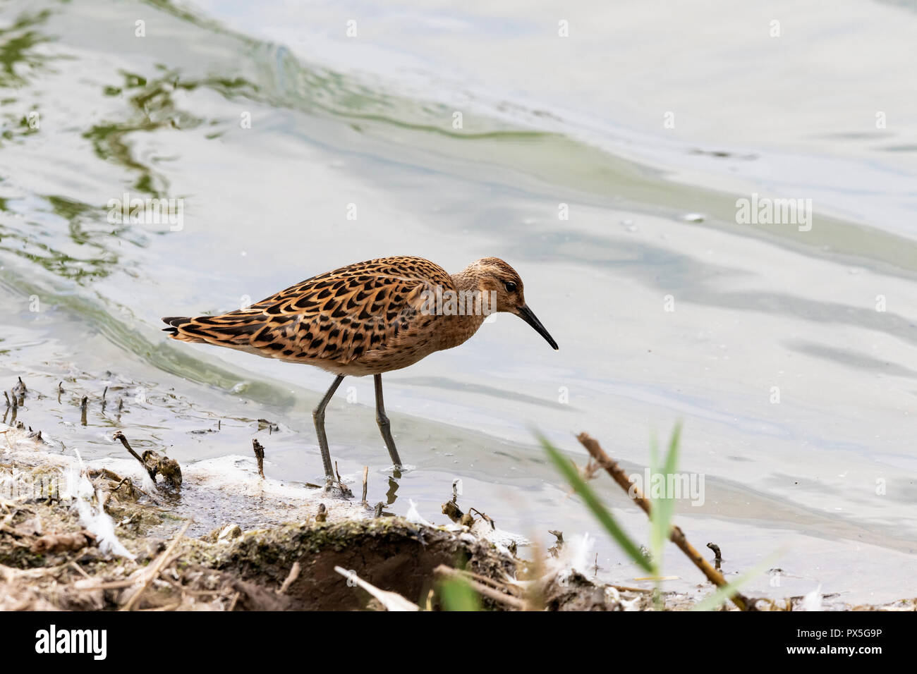 Ruff (Reeve) Philomachus pugnax Stock Photo - Alamy