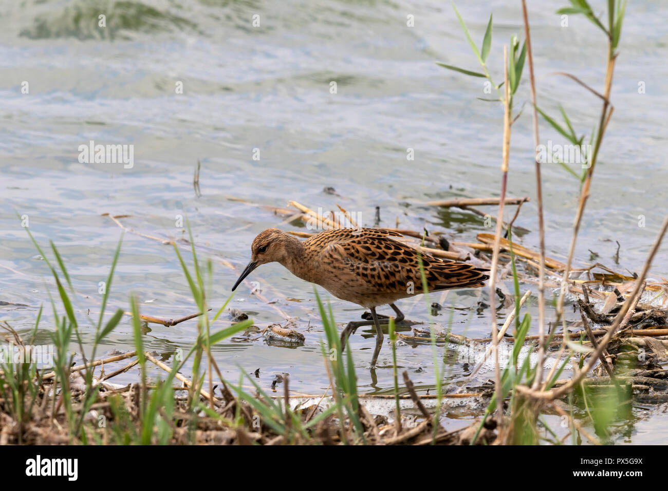 Ruff (Reeve) Philomachus pugnax Stock Photo - Alamy