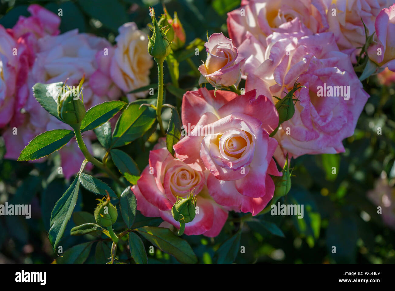 Taken in August at The International Rose Test Gardens in Downtown ...