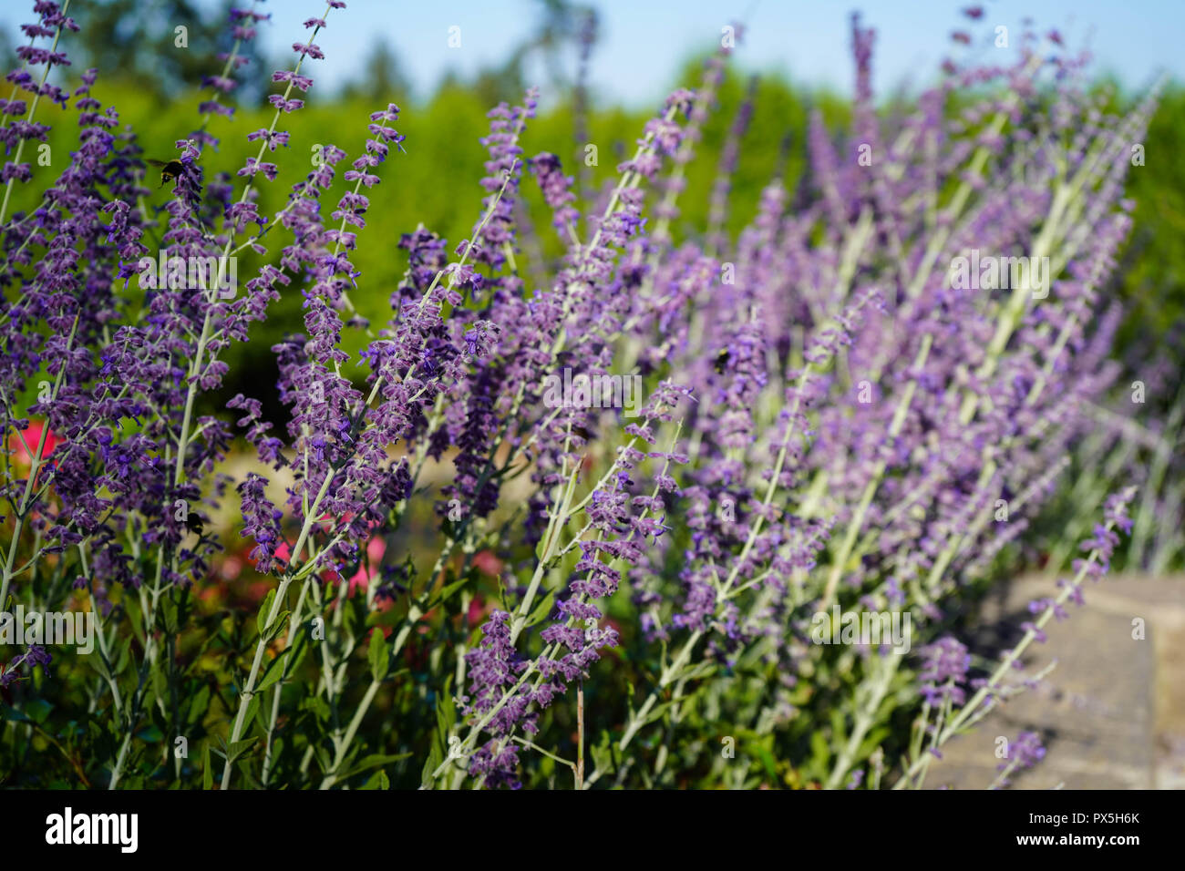 Taken in August at The International Rose Test Gardens in Downtown ...