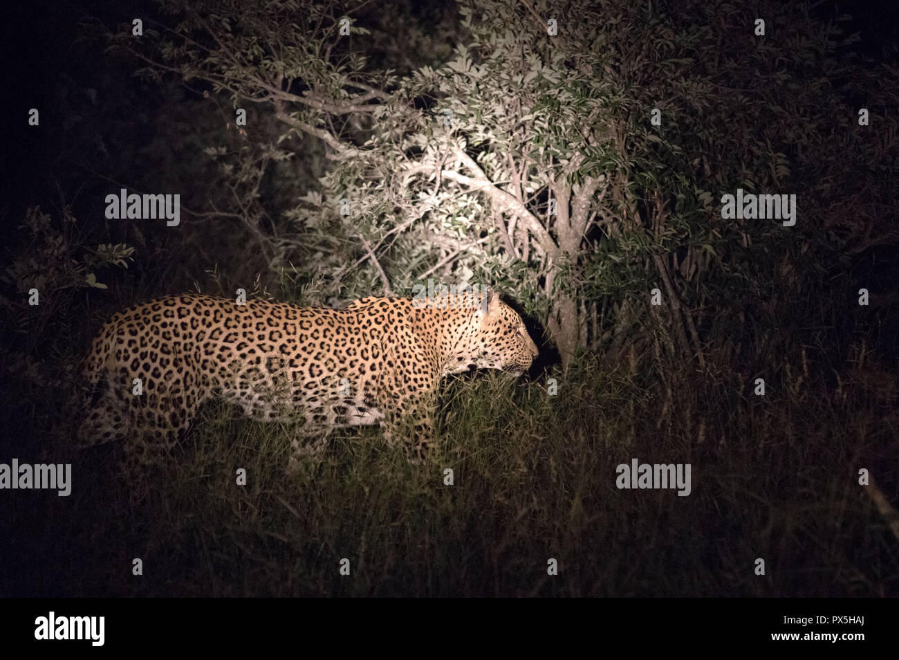 Kruger National Park. Leopard at night. South Africa Stock Photo - Alamy
