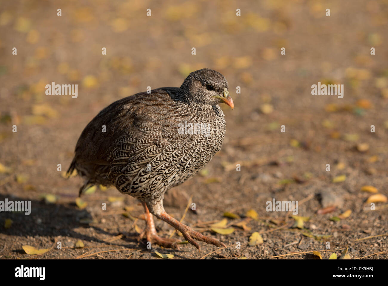 Natalensis hi-res stock photography and images - Alamy