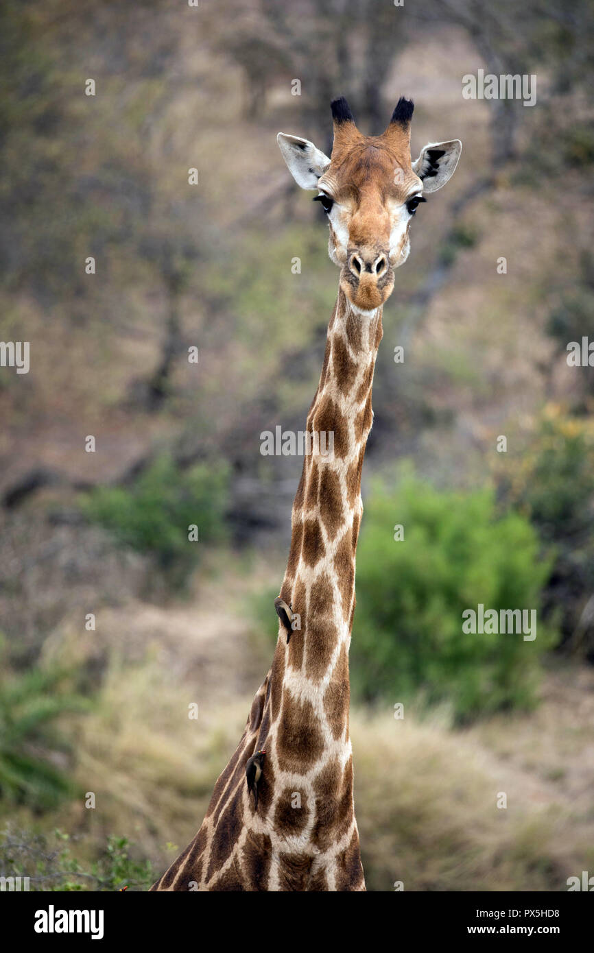 Savanna africa giraffe hi-res stock photography and images - Alamy