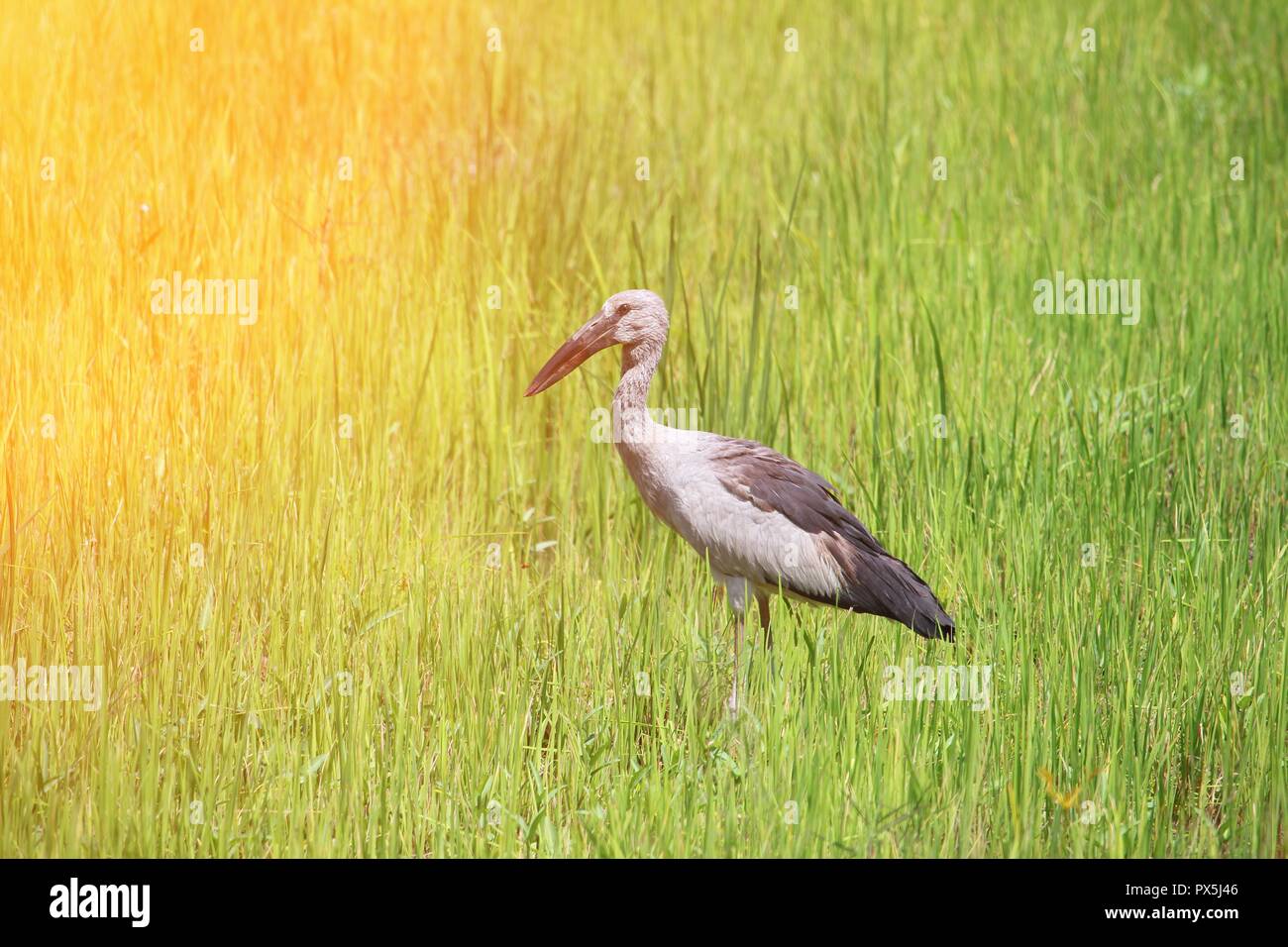 Stork in green cornfield with sunset light tone Stock Photo - Alamy