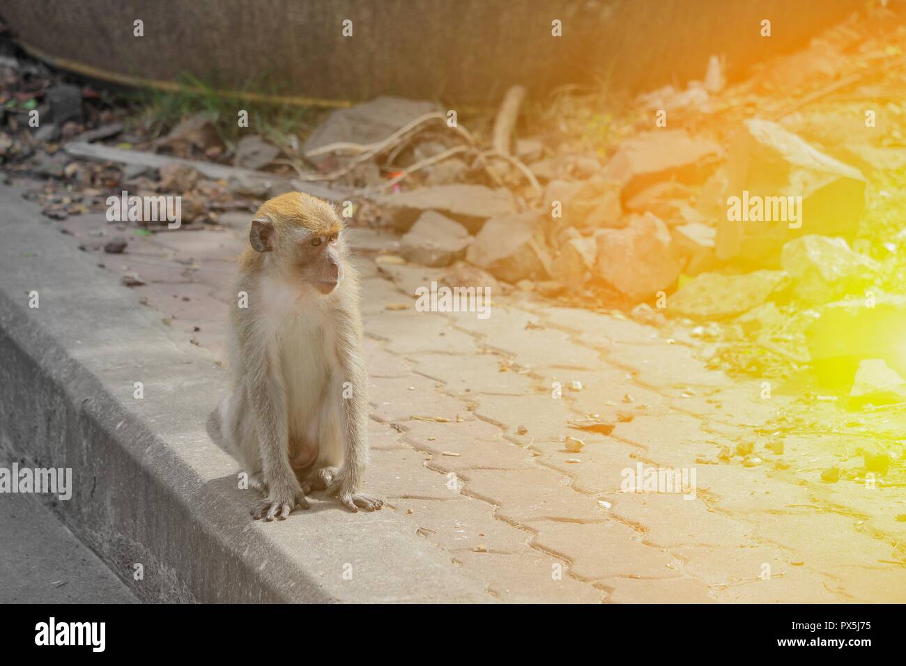 monkey portrait nature in nature with sunset light tone Stock Photo - Alamy