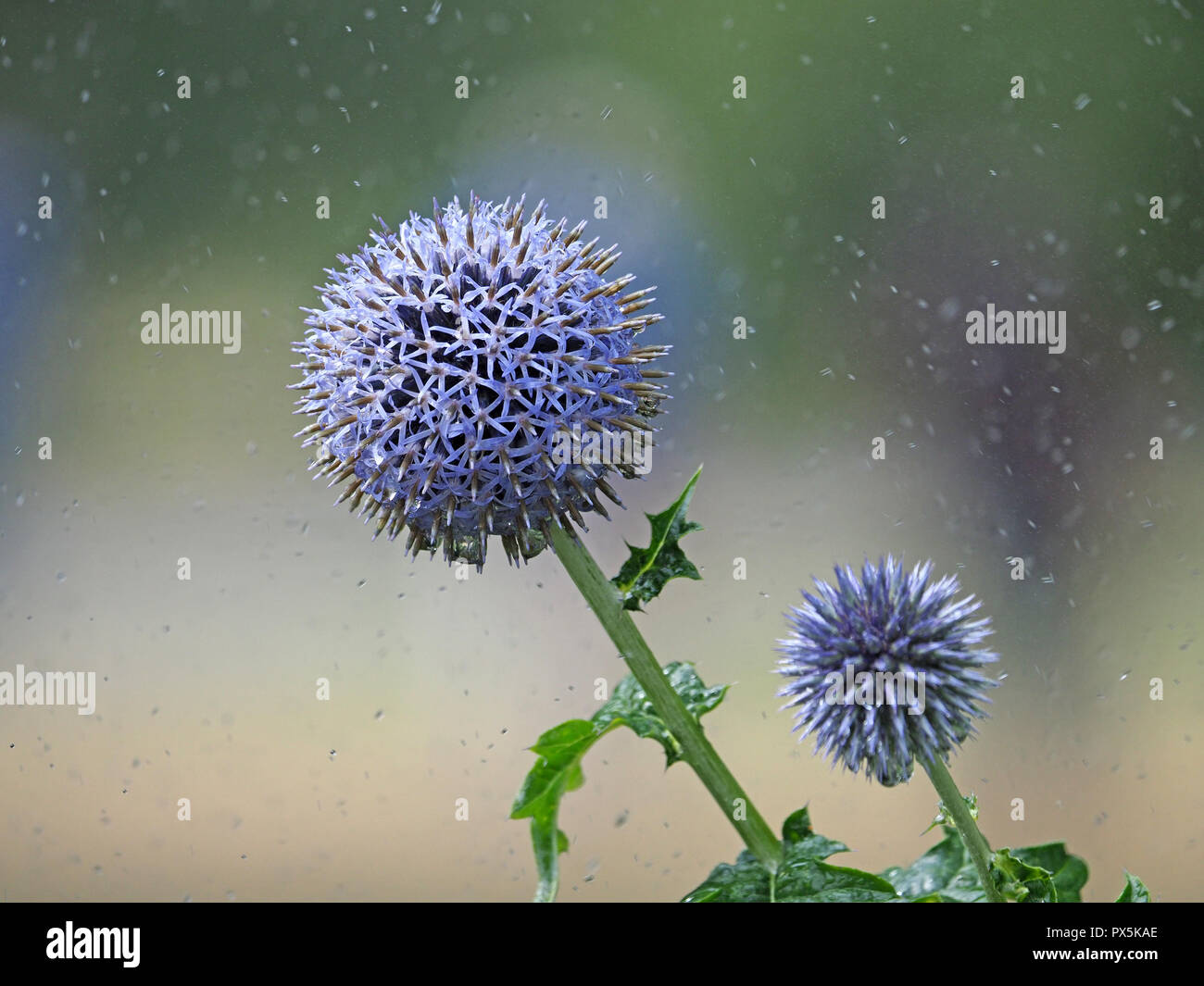 raindrops and two ornate compound flowers of blue globe thistle ...
