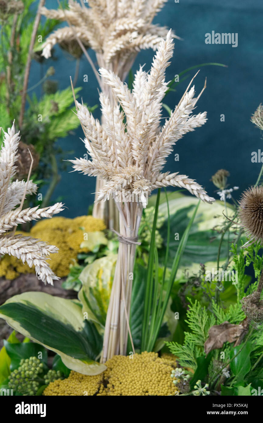cut corn crop display Stock Photo - Alamy