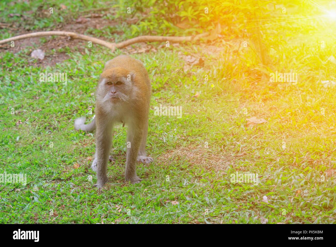 Monkey walking on road hi-res stock photography and images - Alamy
