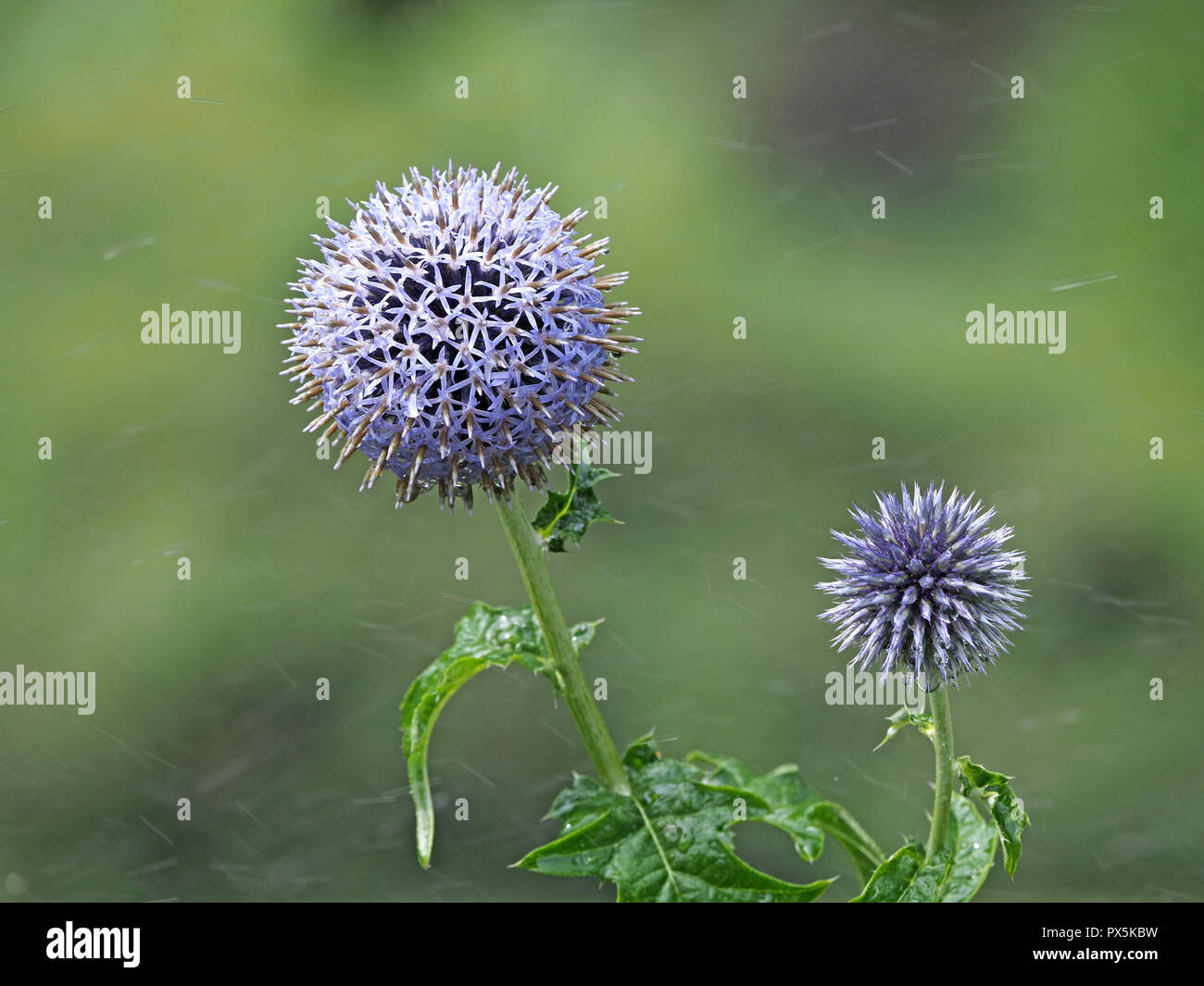 raindrops and two ornate compound flowers of blue globe thistle ...