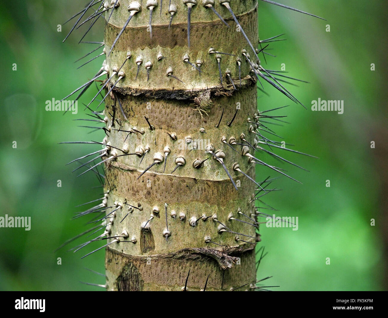 pattern of long sharp spines and growth rings on trunk of exotic woody ...