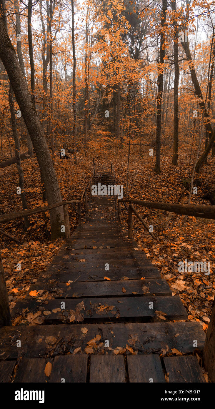 Moody forest hi-res stock photography and images - Alamy